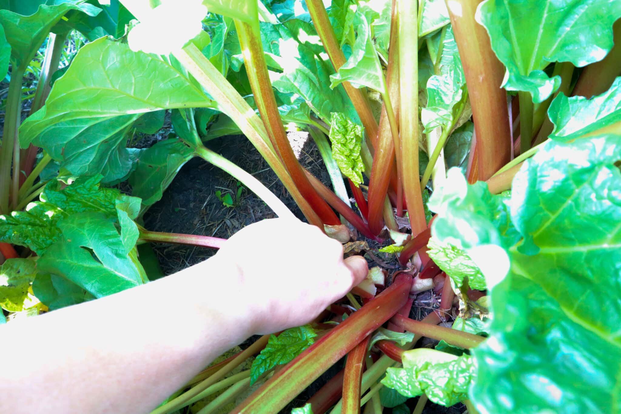 How to Harvest Rhubarb - 1898 Mama