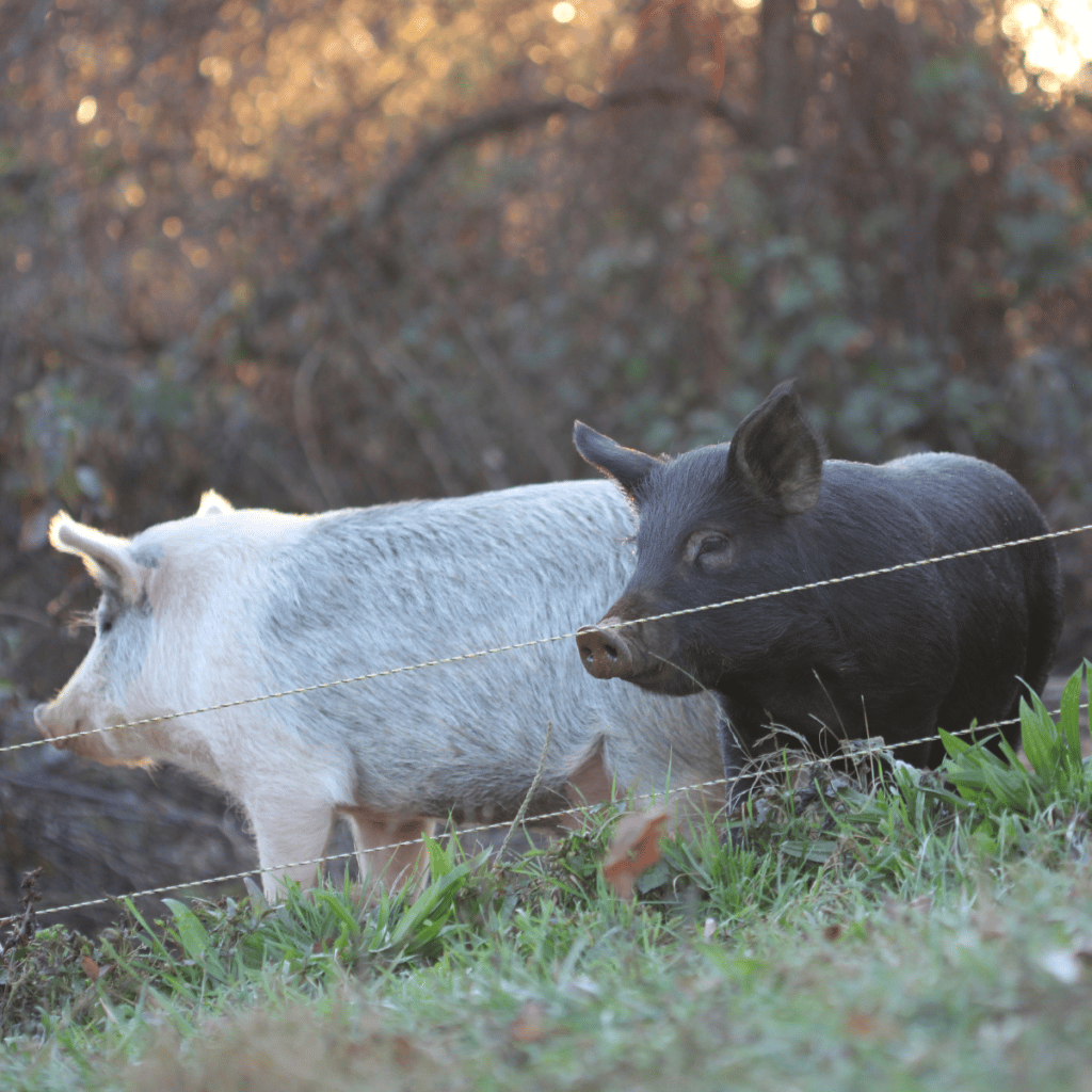 Canning the Perfect Pear Jam Recipe - 1898 Mama
