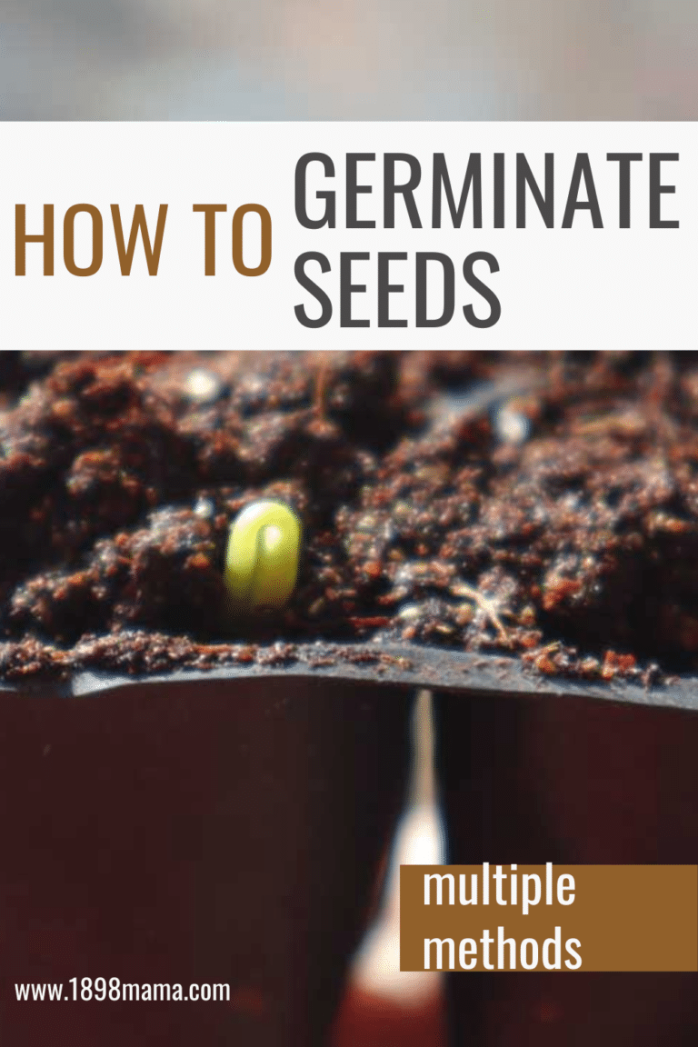 Complete Guide on How to Germinate Seed Successfully - 1898 Mama