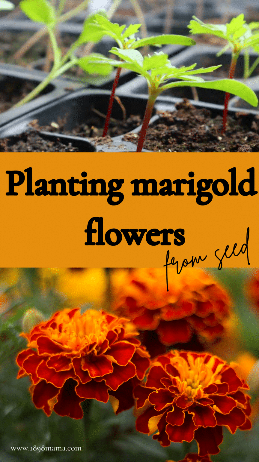 How & When to Plant Marigold Seeds Indoors for Garden - 1898 Mama