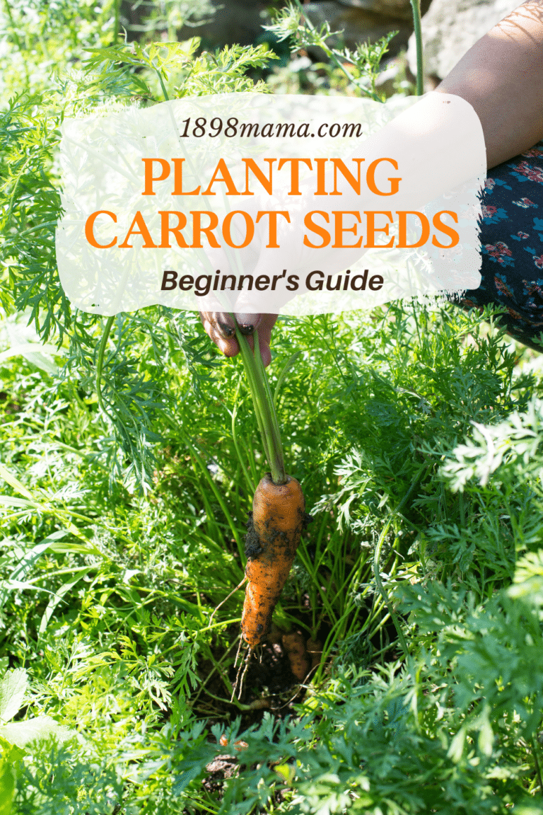 Planting Carrot Seeds: The Easy Beginner's Guide to Growing Carrots ...