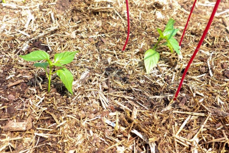 The Best Bell Pepper Plant Spacing for Home Garden - 1898 Mama