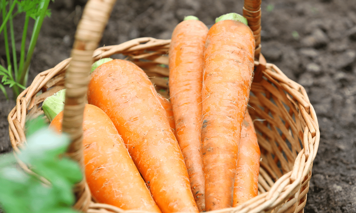 Planting Carrot Seeds: The Easy Beginner's Guide to Growing Carrots ...